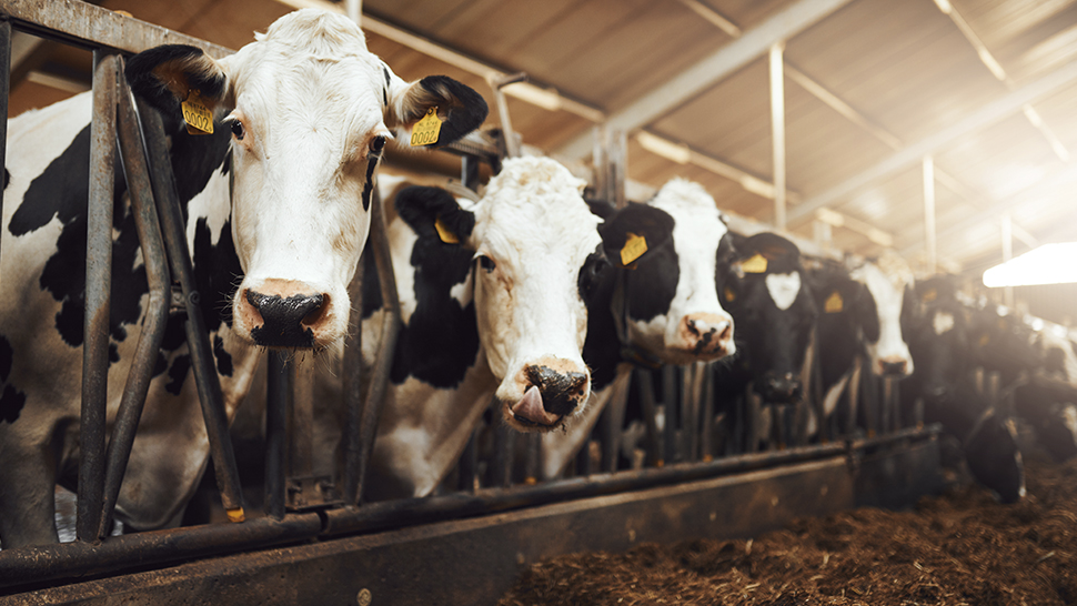 Keeping animals safe – advice for farmers and landowners - HCR Law