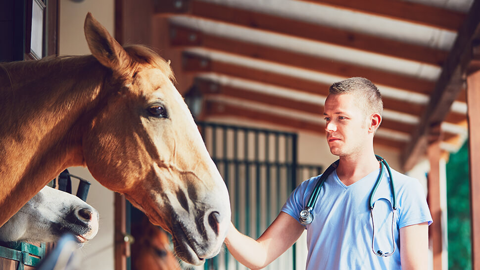 If your vet lets you down – veterinary negligence - HCR Law