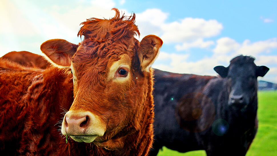 Overview of the welfare legislation that applies to cattle… - HCR Law